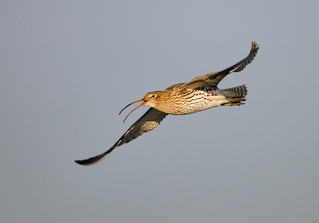 Terminology in describing bird sounds – Sound Approach