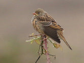 Terminology in describing bird sounds – Sound Approach