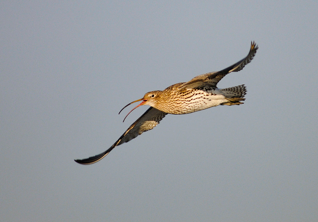 Eurasian Curlew – Sound Approach