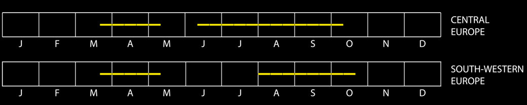Eurasian Curlew – Sound Approach
