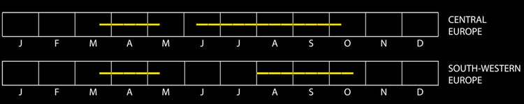 Eurasian Curlew – Sound Approach