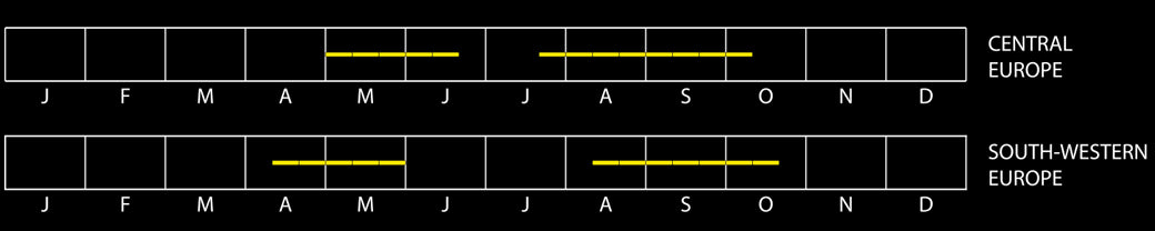 Little bittern – Sound Approach